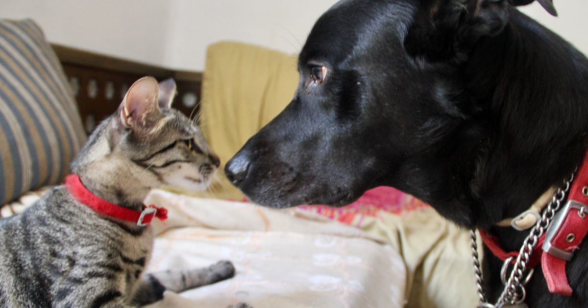 Dental Care for Pets: Cat Teeth vs. Dog Teeth | Delta Dental of Arizona ...
