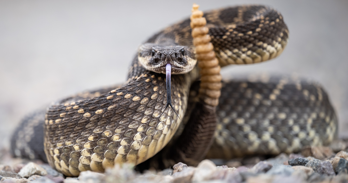 How do Snakes Inject Venom with Their Bite? Navigating Snake Season in ...